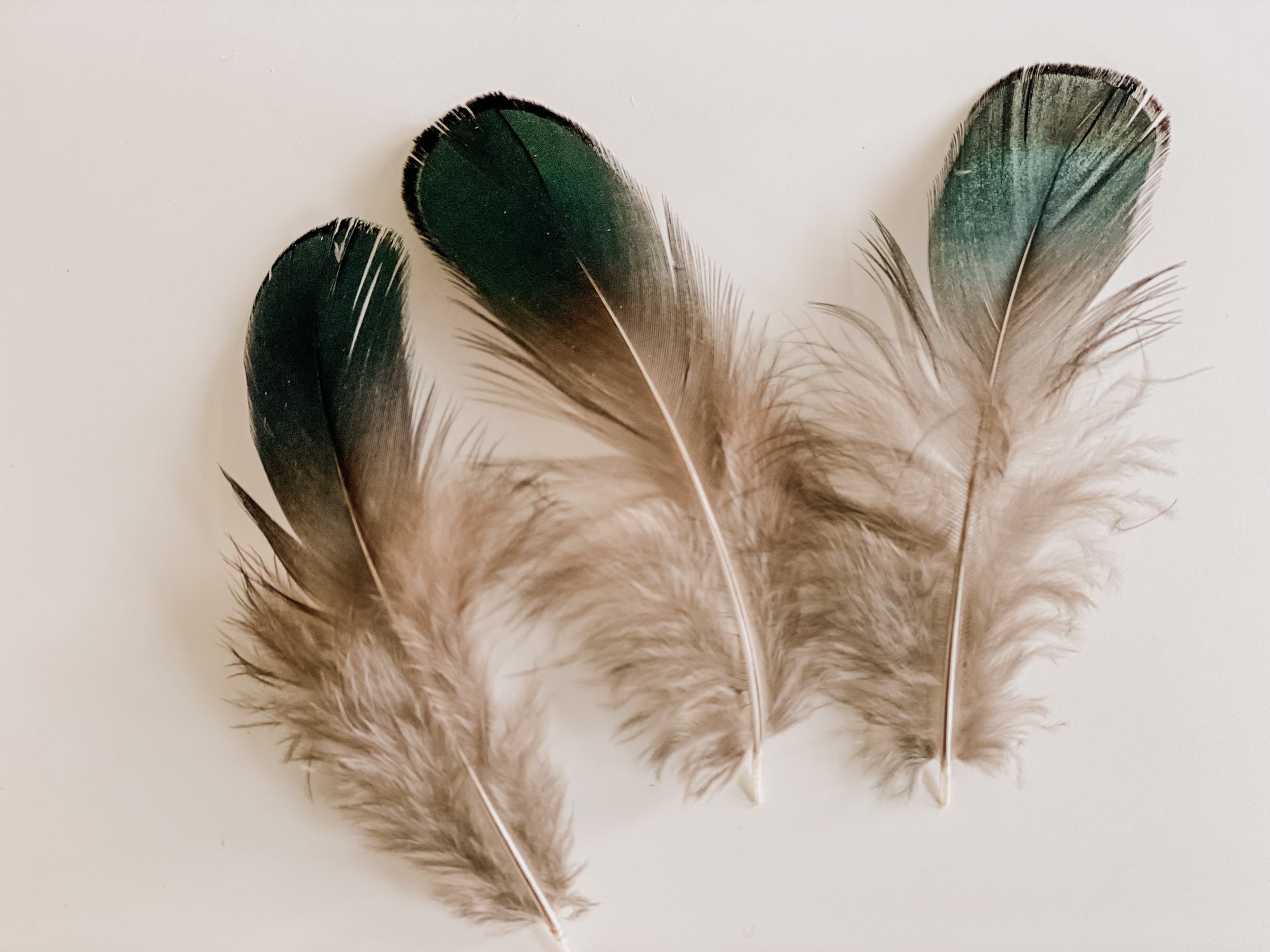 Brown Pheasant Feathers